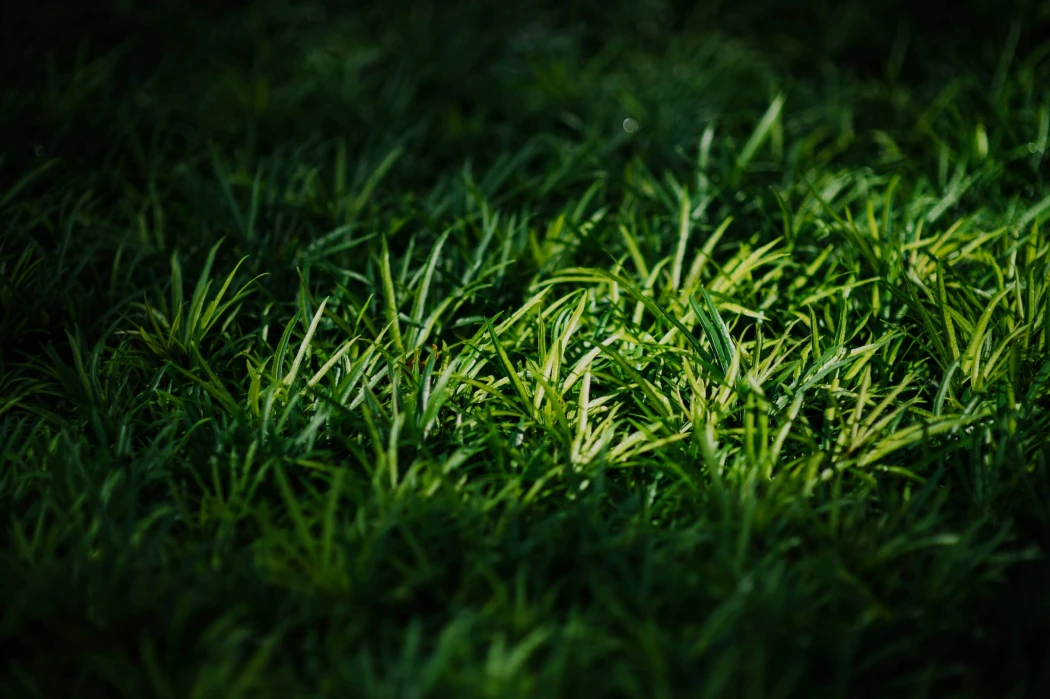 Atlanta Sod Installation: Best Sod Varieties for Georgia Properties ...